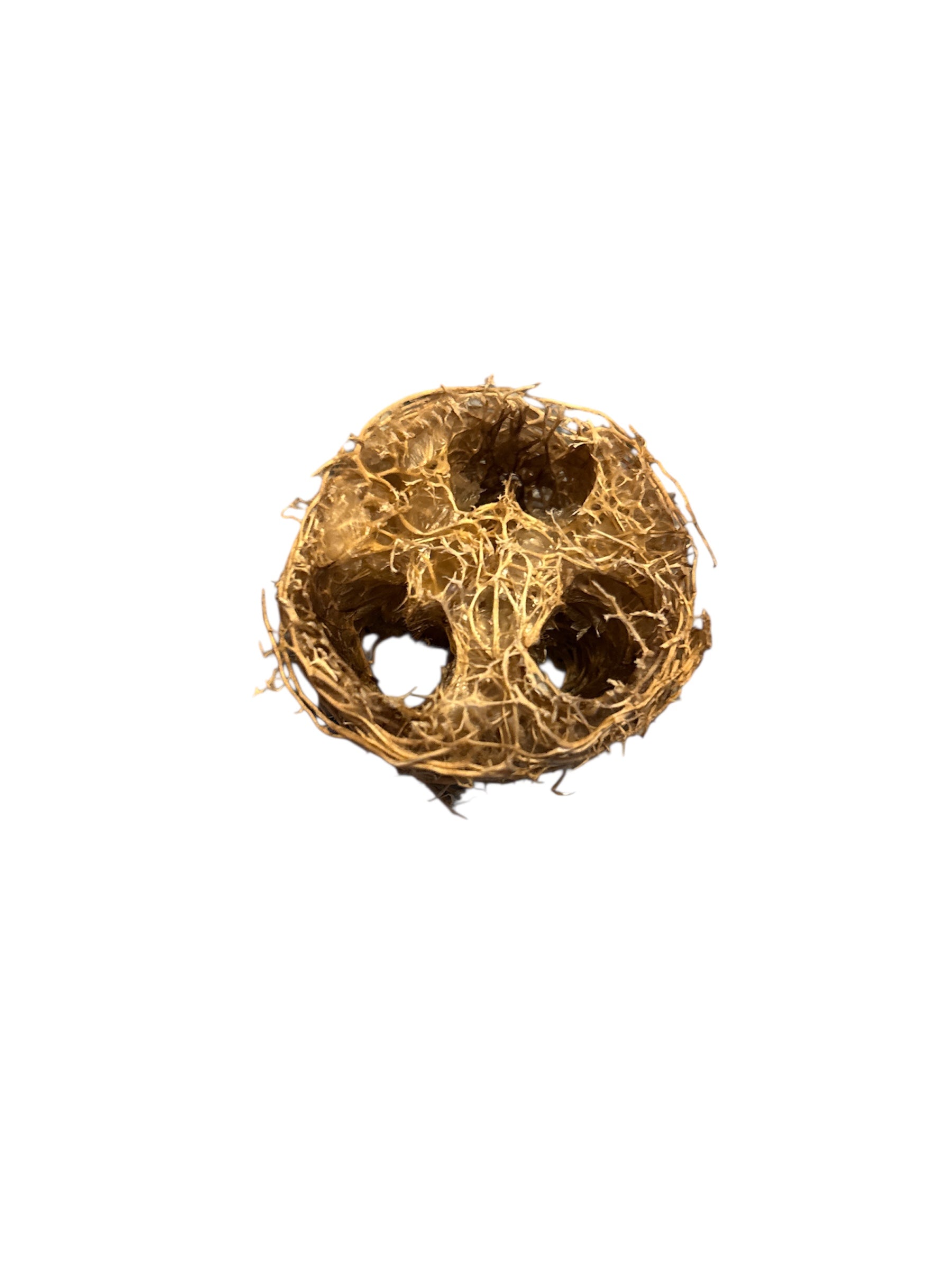 Loofah – Burrow & Bloom